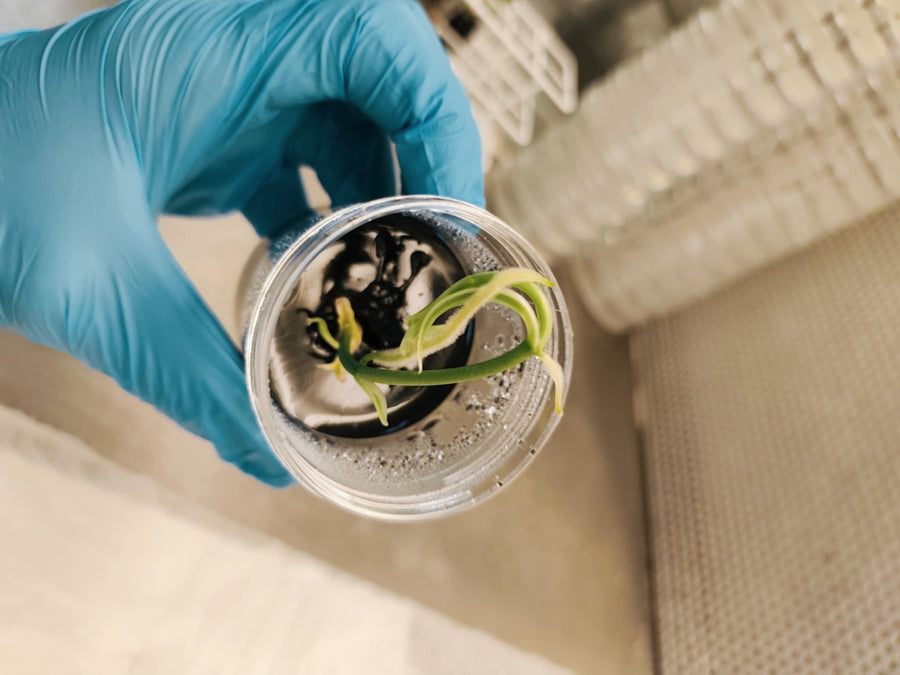 La Boutique du Vanillier – Labo540