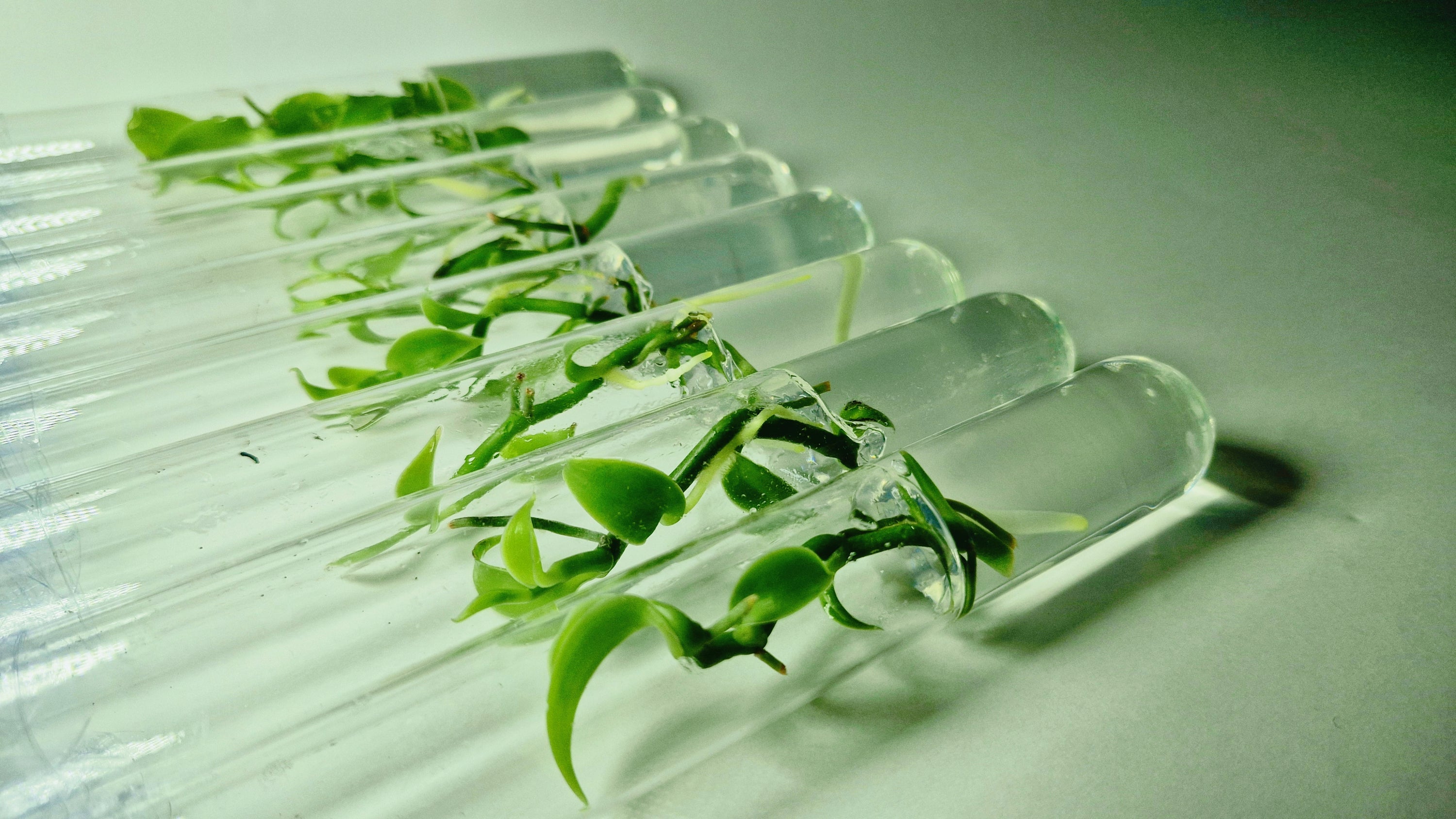 La Boutique du Vanillier – Labo540