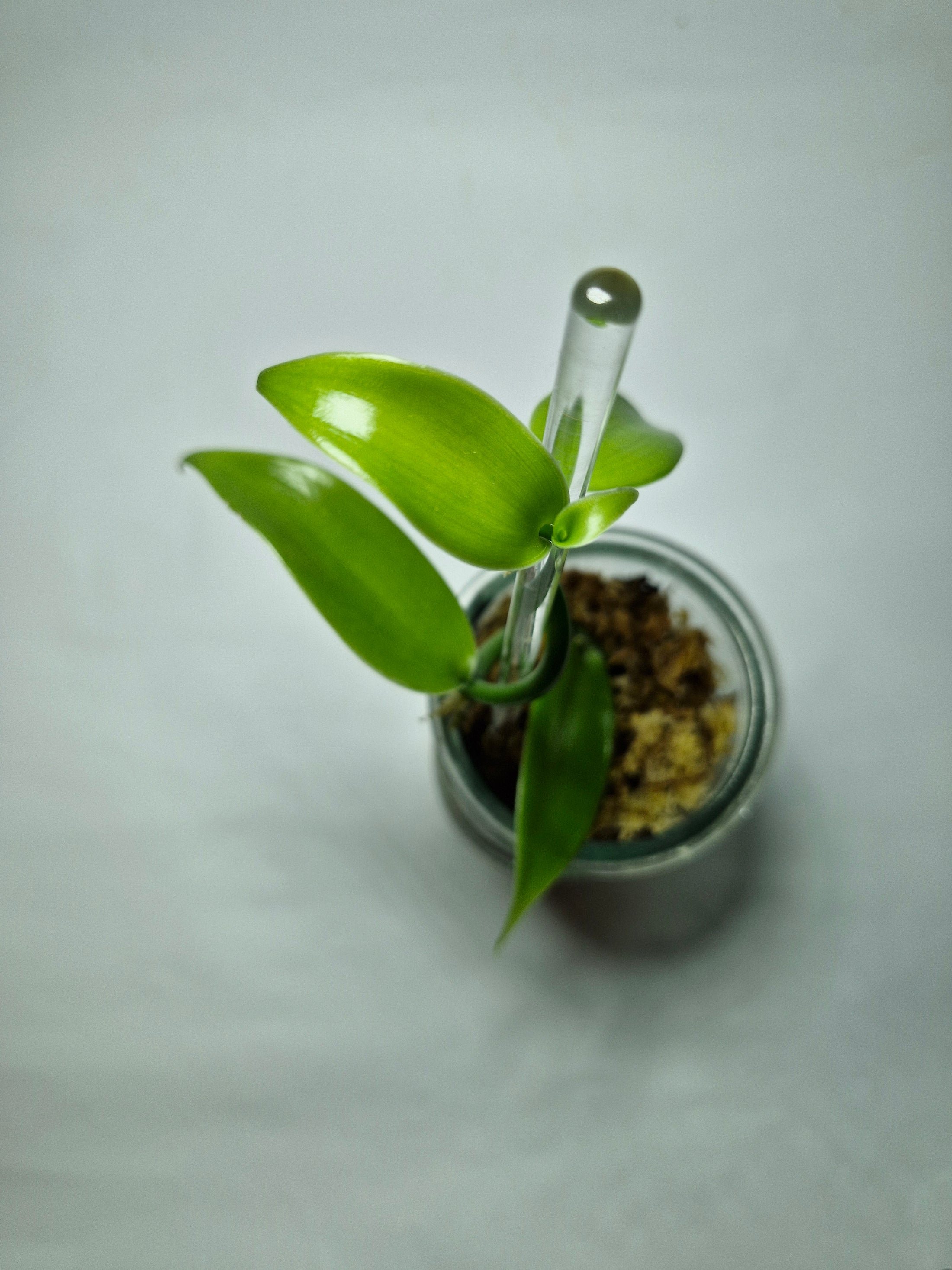 La Boutique du Vanillier – Labo540