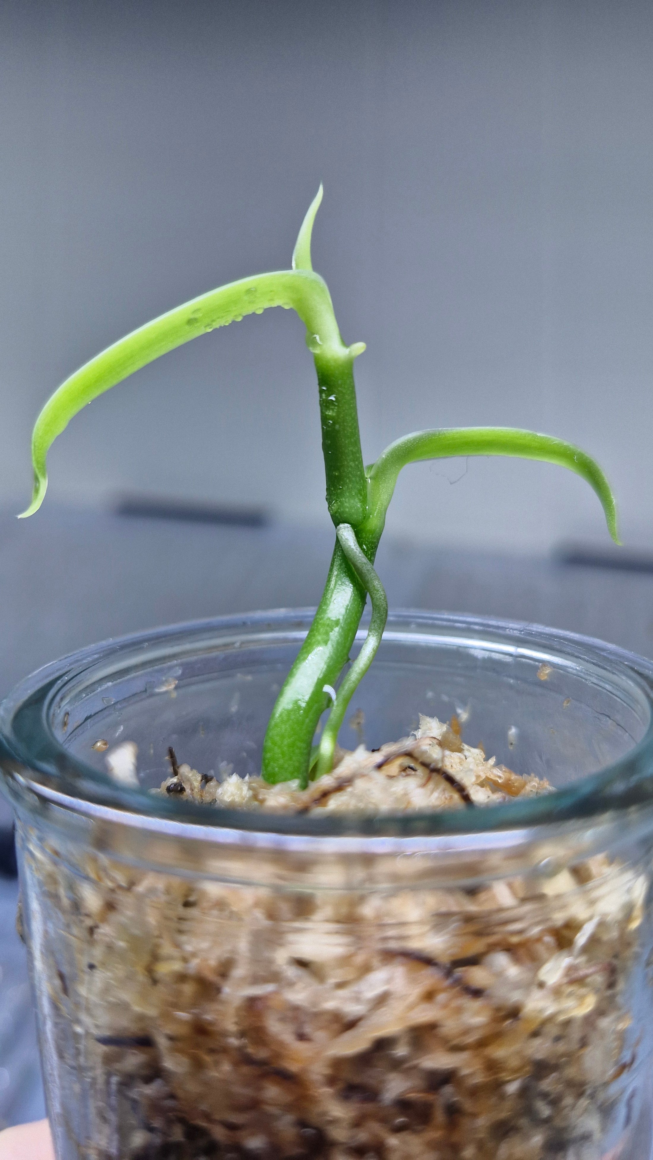 La Boutique du Vanillier – Labo540