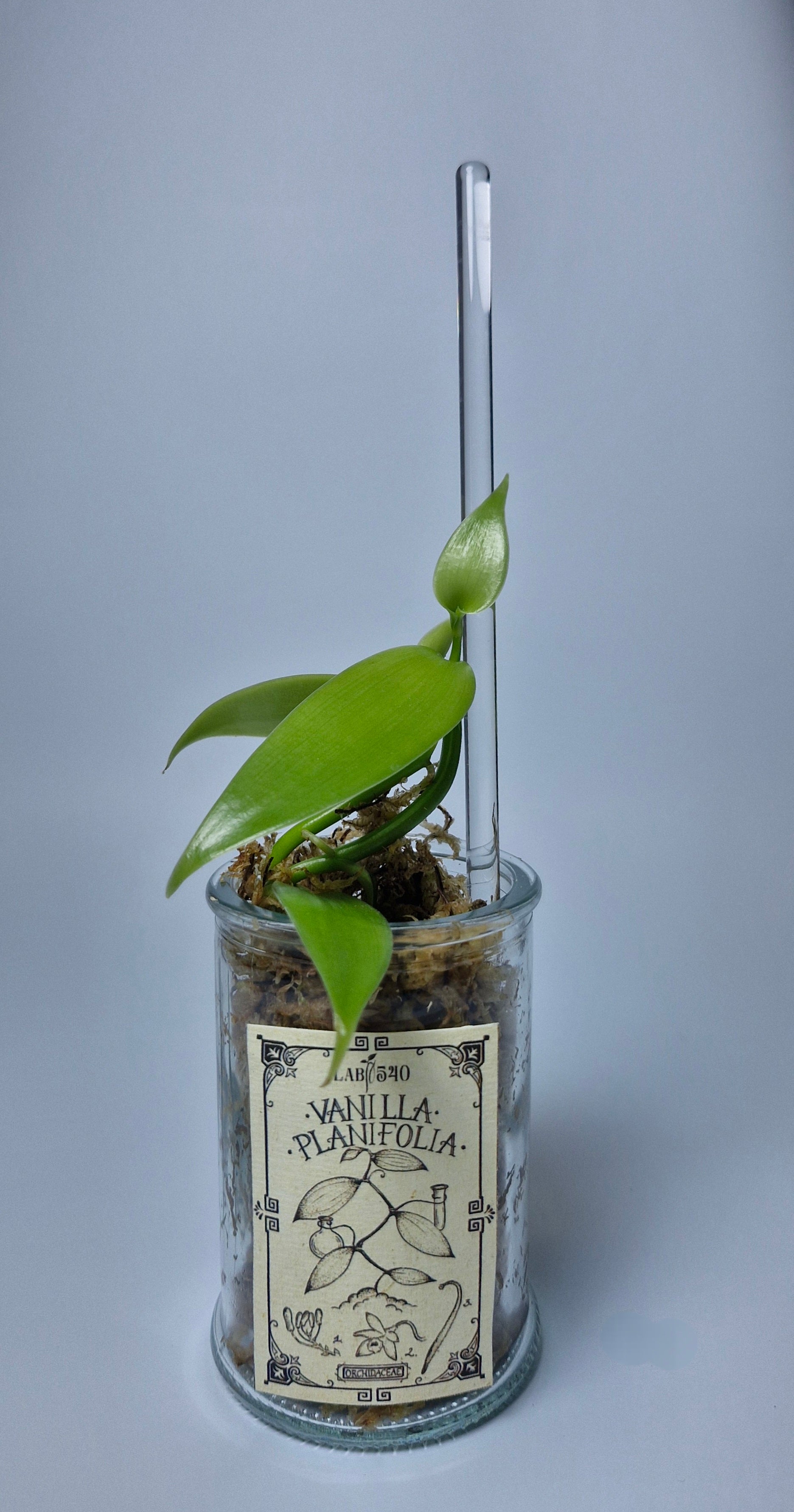 Vanilla Planifolia Orchidée Vanille Vanillier – Labo540